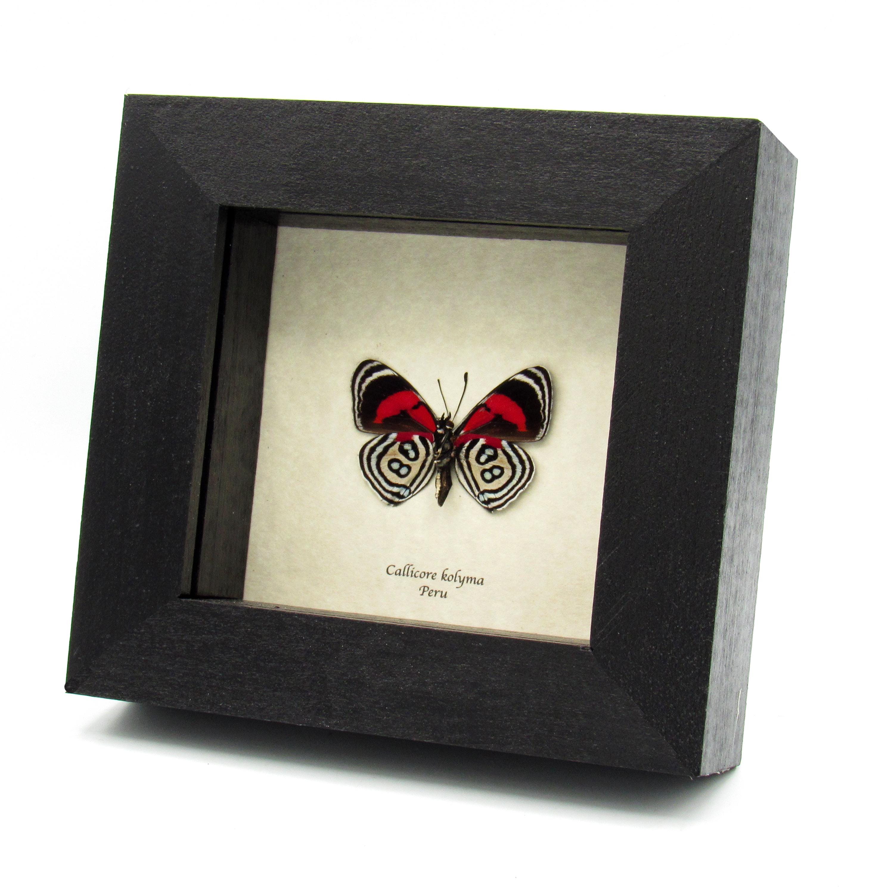 Real Kolyma 88 Butterfly Framed Taxidermy - Callicore Kolyma - Etsy