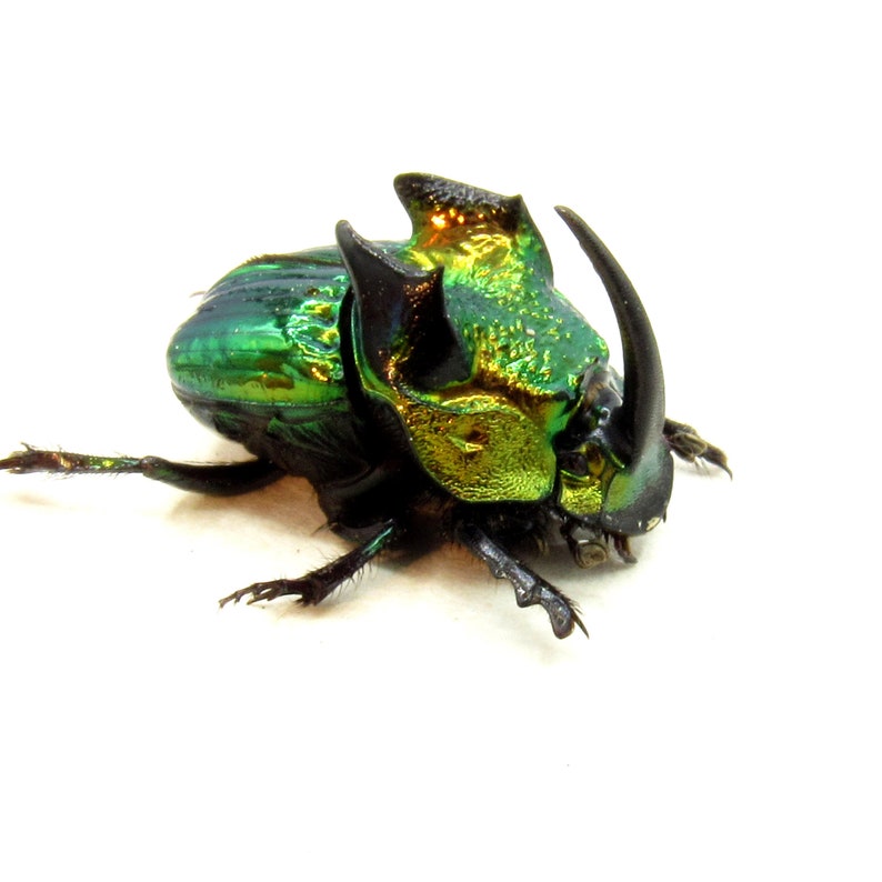 Large Metallic Dung Beetle Framed Taxidermy Phanaeus Demon - Etsy