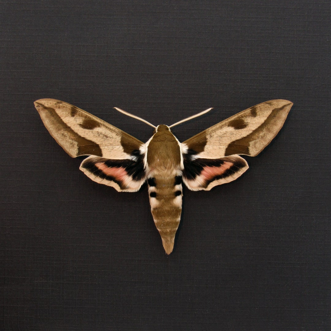 Real Mediterranean Hawk Moth Framed Taxidermy Hyles Nicaea Large Female ...