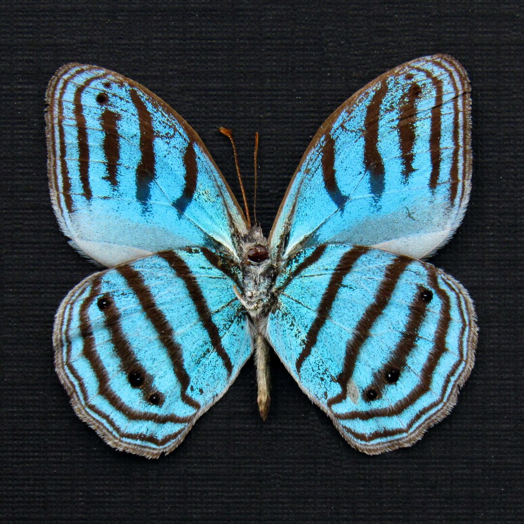 Rare Metallic Blue Framed Taxidermy Butterfly - Euptychia Cephus - Etsy