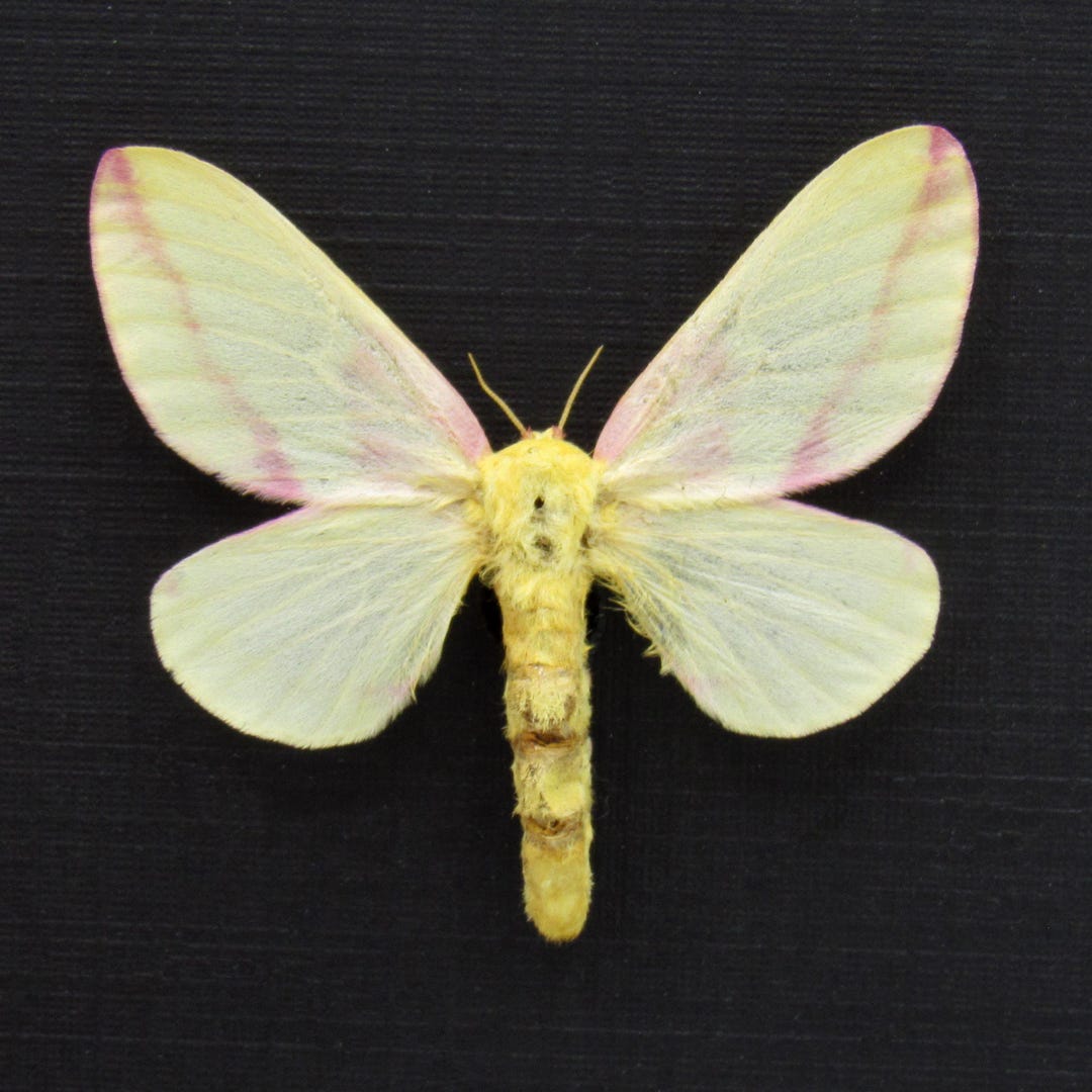 Real Pink Rosy Maple Moth Framed Taxidermy - Dryocampa Rubicunda ...