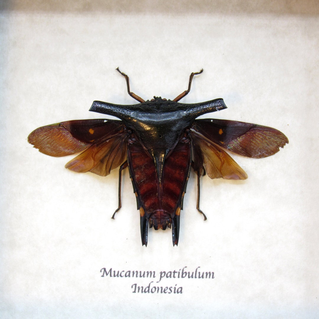 Real Horned Shield Bug Framed Taxidermy Mucanum Patibulum - Etsy