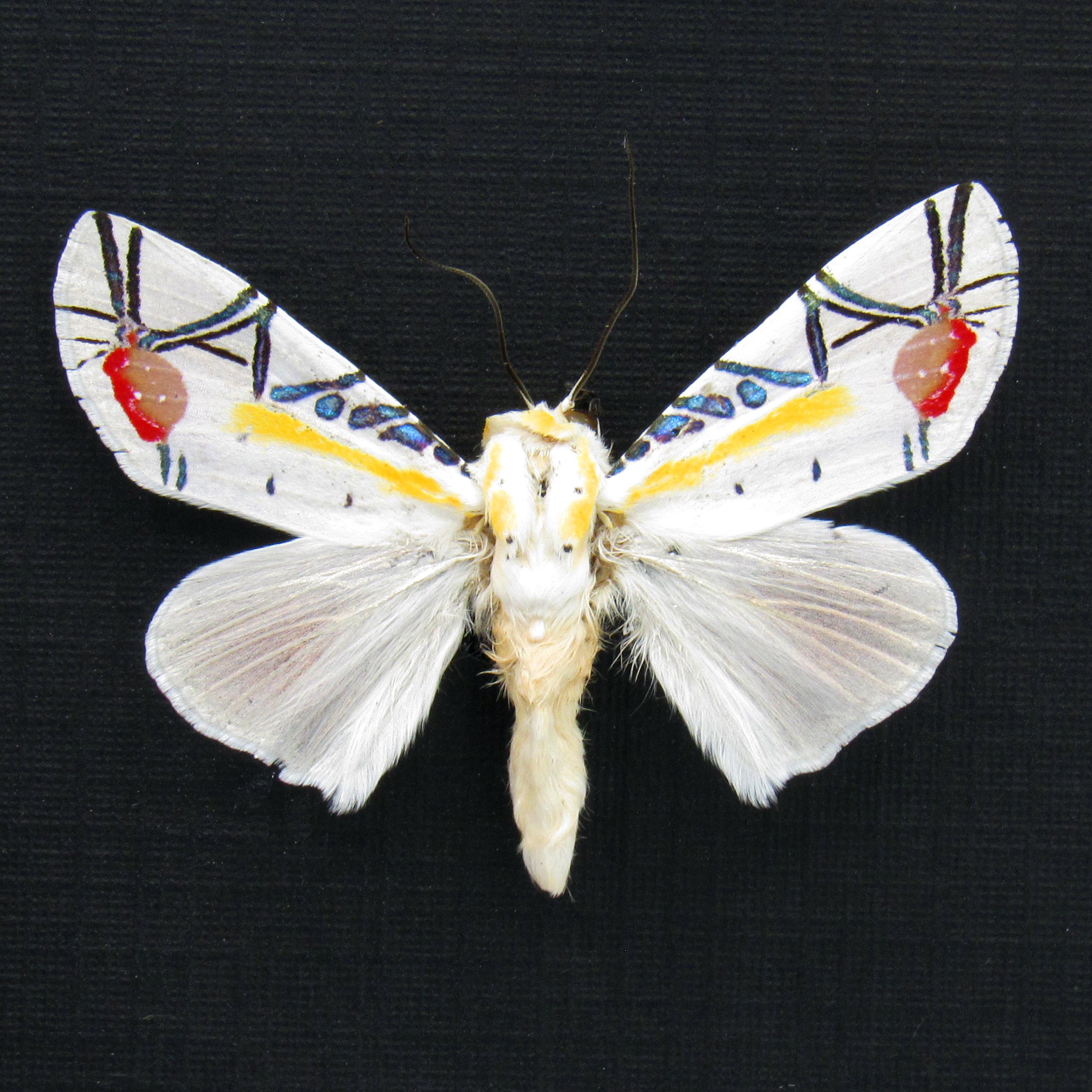 Rare Metallic Picasso Moth Framed Taxidermy - Baorisa Hieroglyphica - Etsy