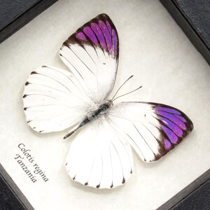 Real Purple Tip Butterfly Framed Taxidermy - Colotis Regina - Etsy