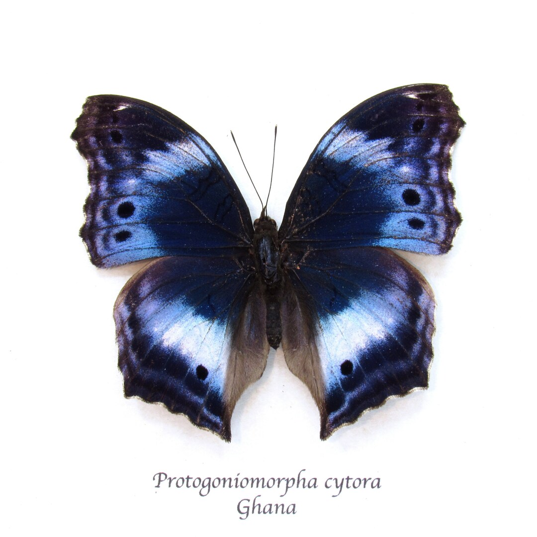 Rare Western Blue Beauty Butterfly Framed Taxiermy Protogoniomorpha ...