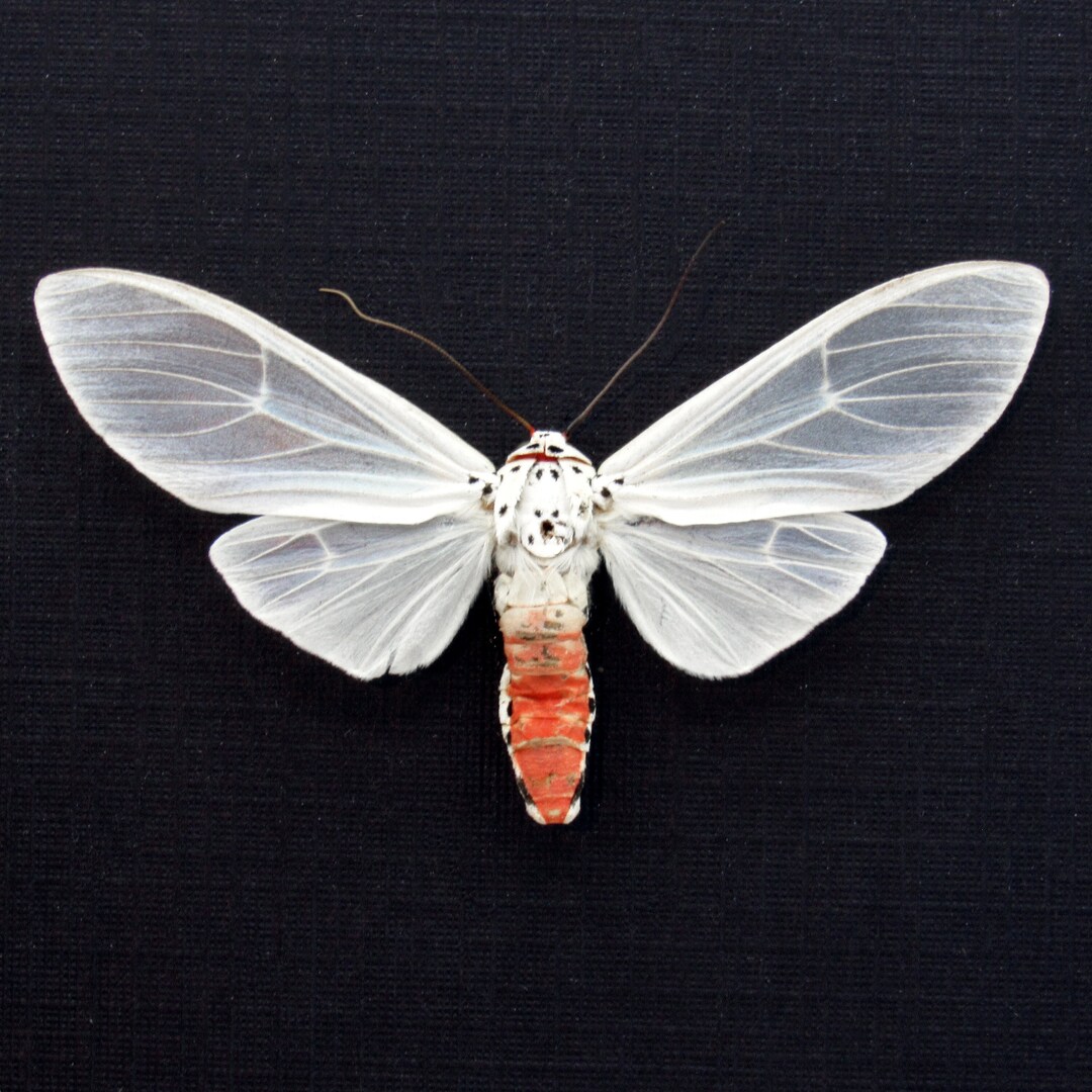 Rare White Arctiid Moth Framed Taxidermy Amerila Niveivitrea - Etsy