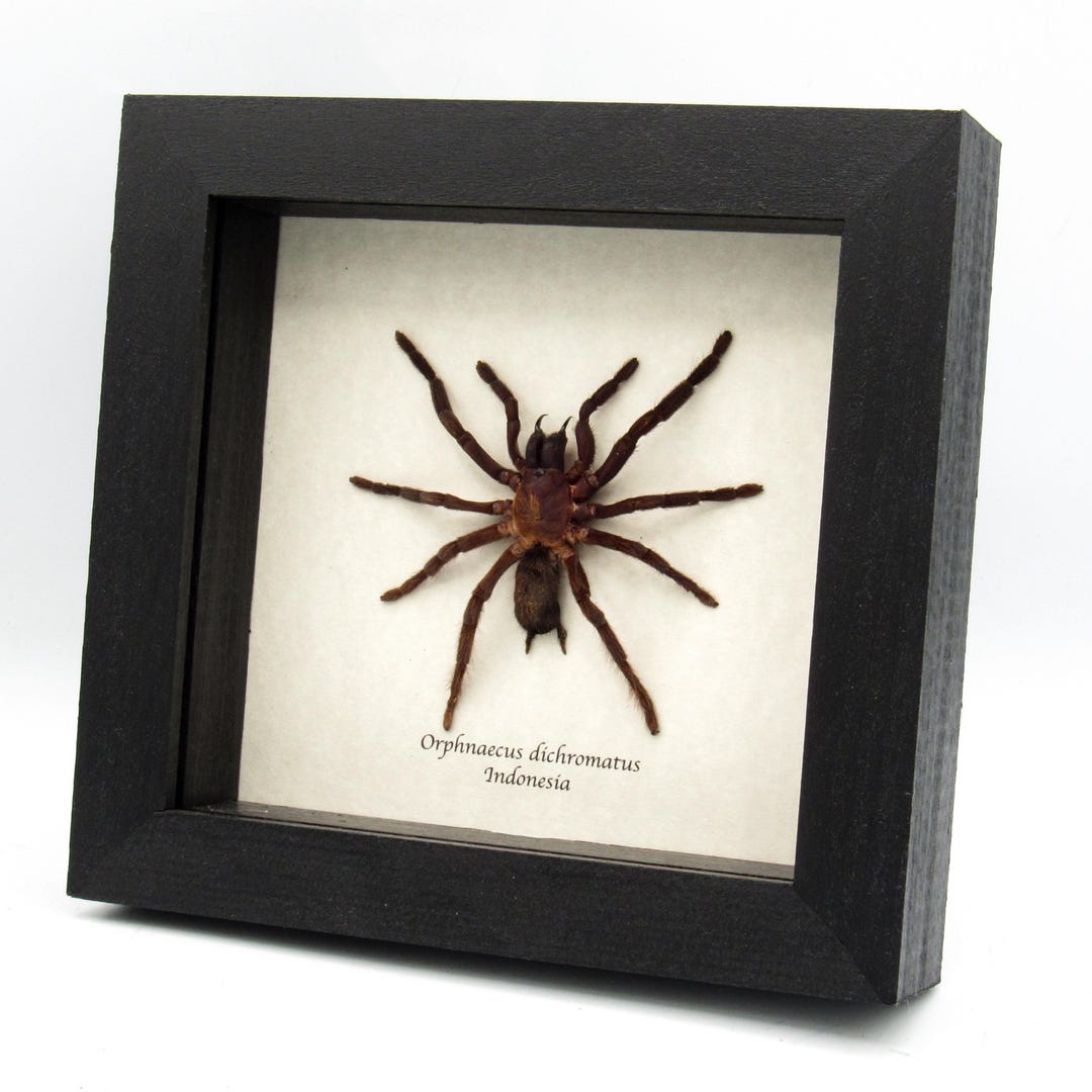 Real New Guinea Black Fury Tarantula Spider Framed Taxidermy ...