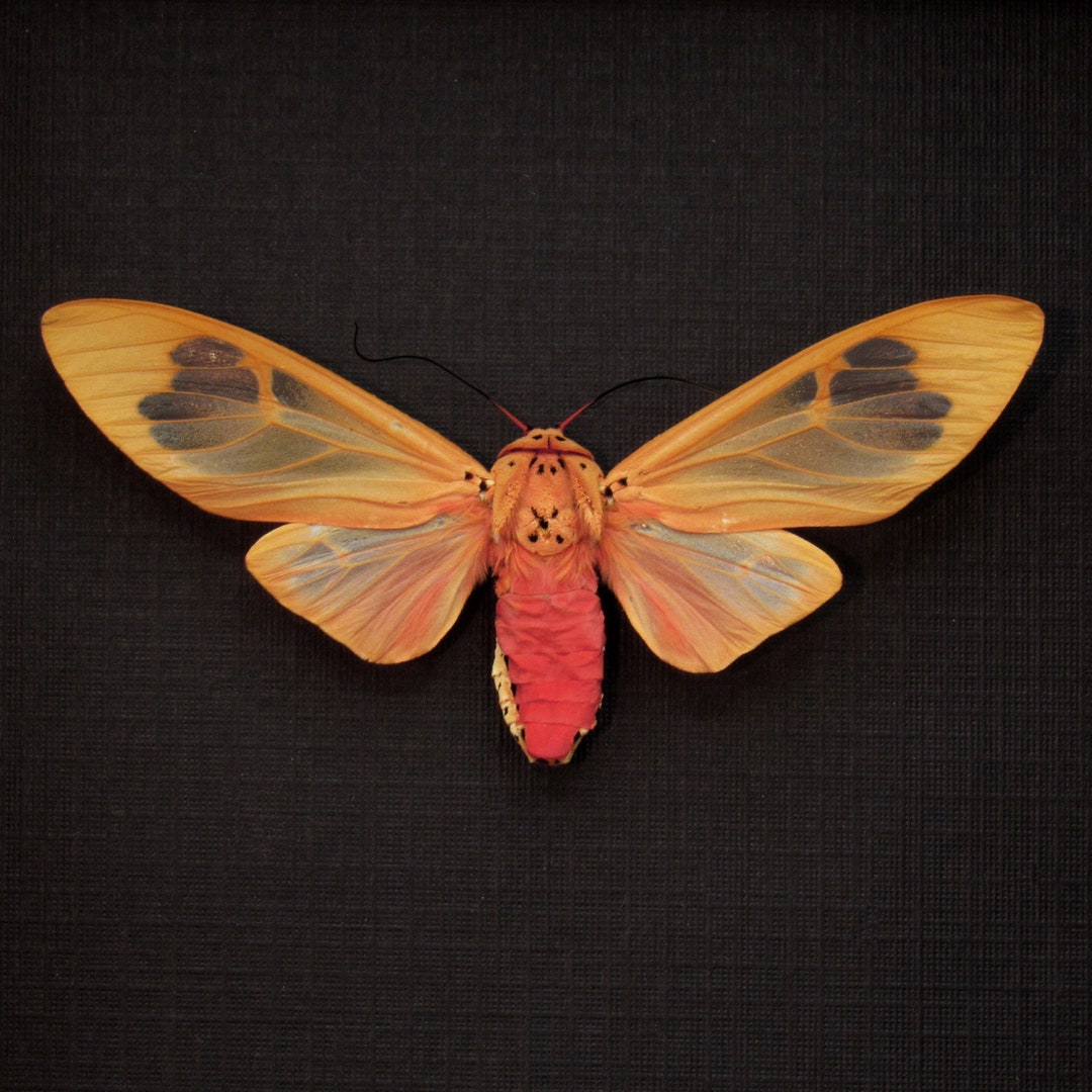 Rare Peach Arctiid Moth Framed Taxidermy - Amerila Madagascariensis - Etsy