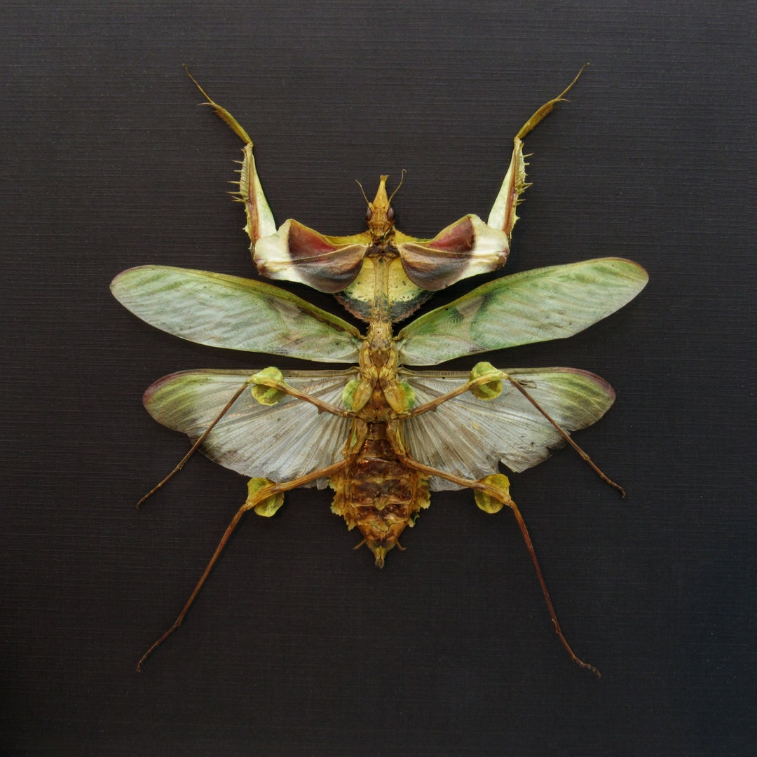 Real Giant Devils Praying Mantis Framed Taxidermy Idolomantis Diabolica ...