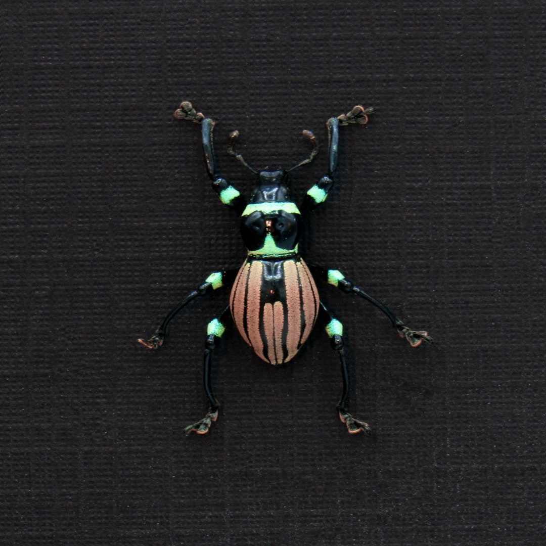 WEEVIL MANIA! Rare Pink Weevil Beetle Framed Taxidermy - Pachyrhynchus ...