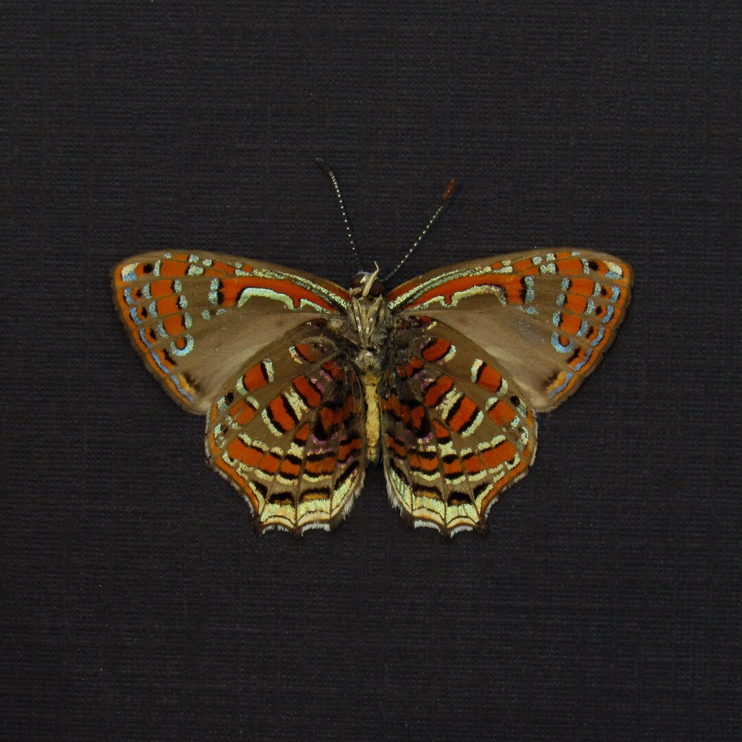 Rare Metallic Red Butterfly Framed Taxidermy - Hypochrysops Polycletus ...