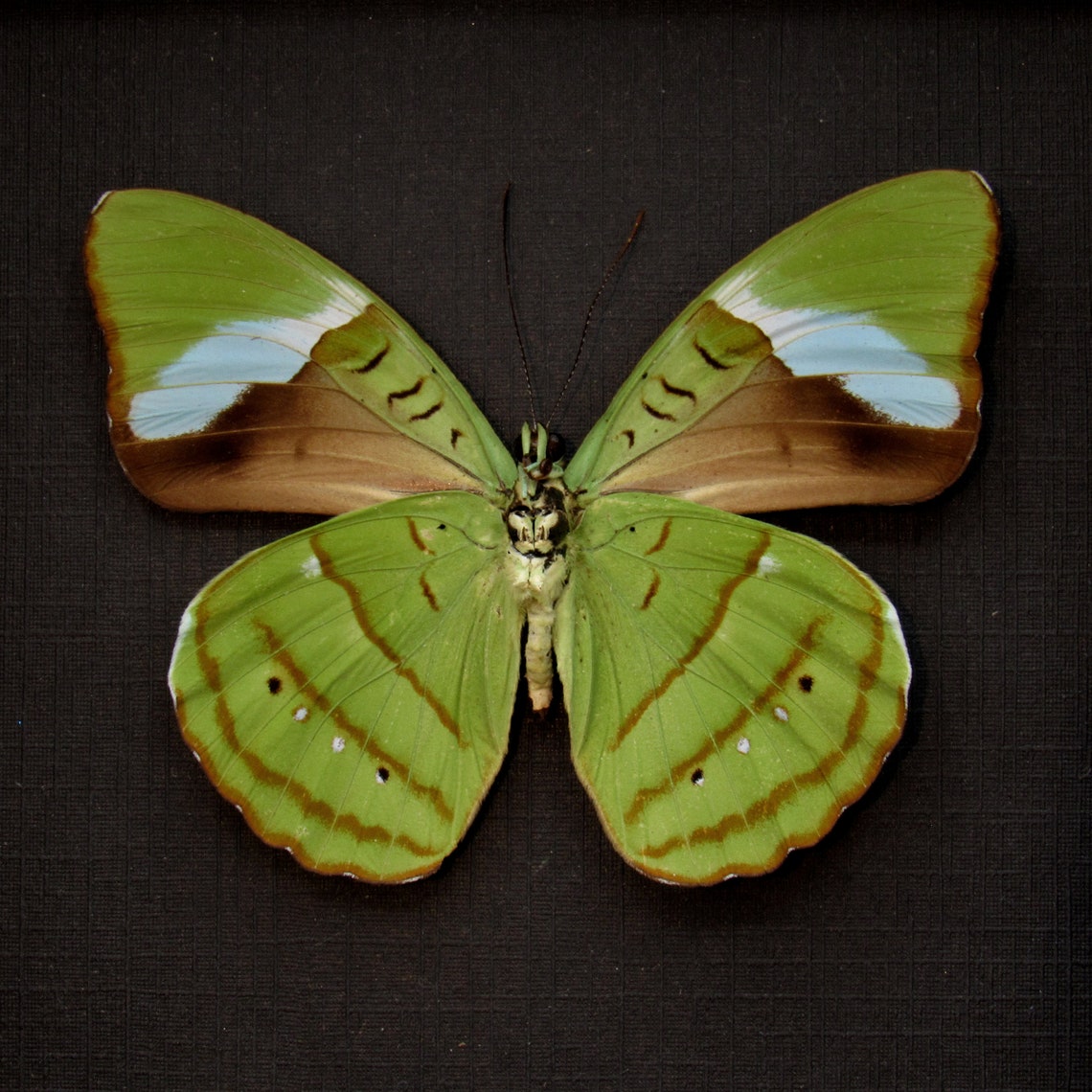 Real Green Olivewing Butterfly Framed Taxidermy Nessaea - Etsy