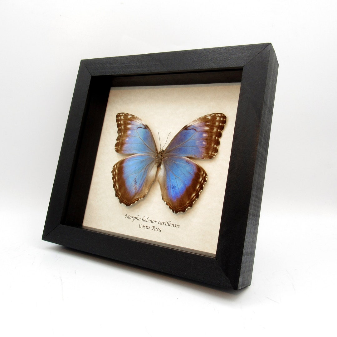 Real Metallic Blue Butterfly Framed Taxidermy Morpho Helenor - Etsy