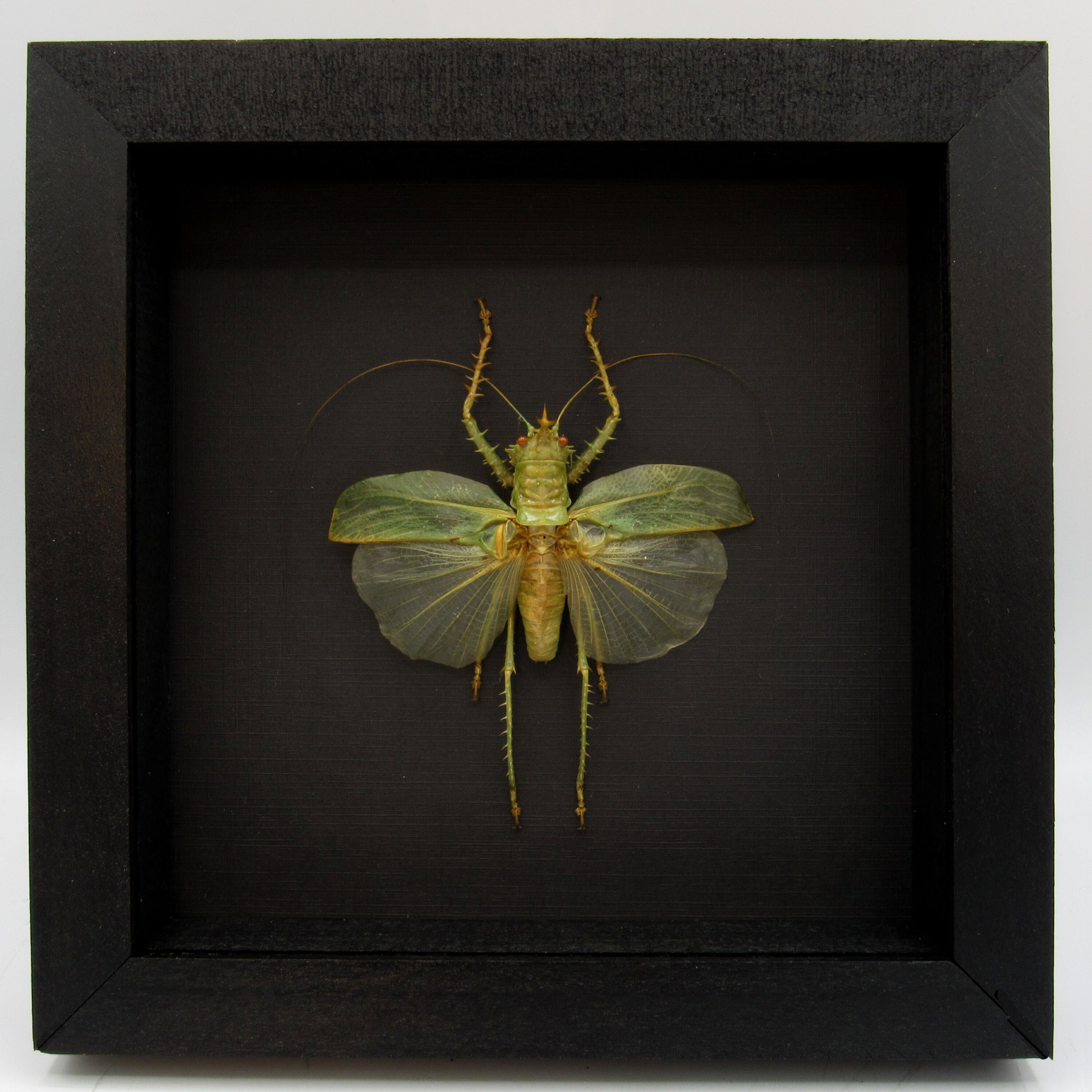 Rare Spiny Devil Katydid framed Panacanthus cuspidatus | Etsy
