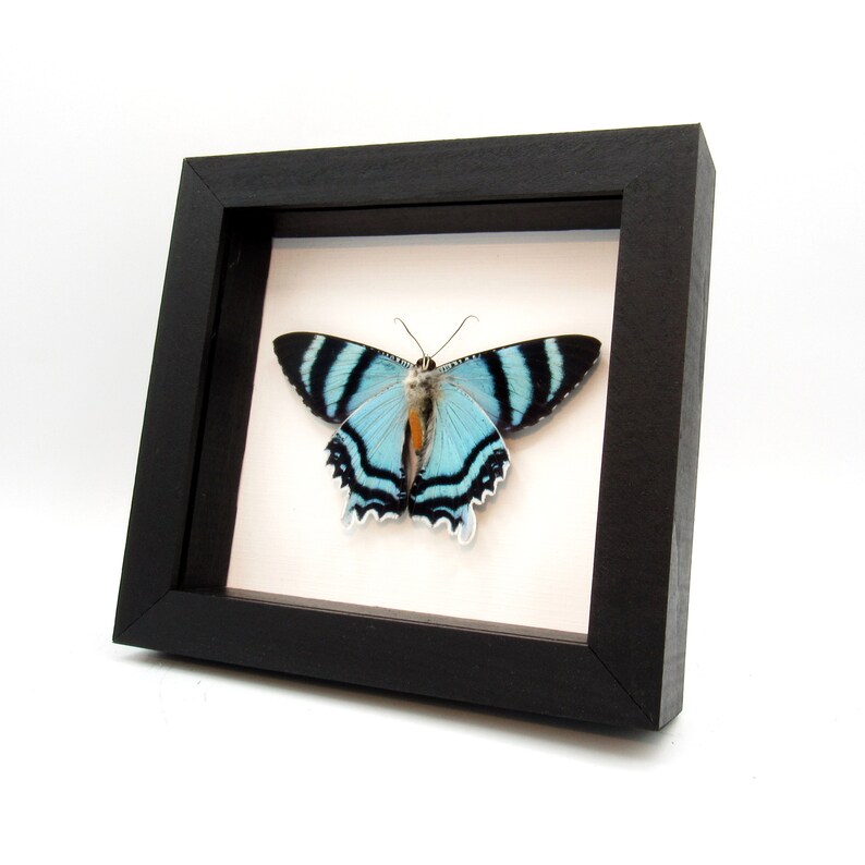 Real Metallic Blue Moth Framed Taxidermy Alcides Agathyrsus - Etsy