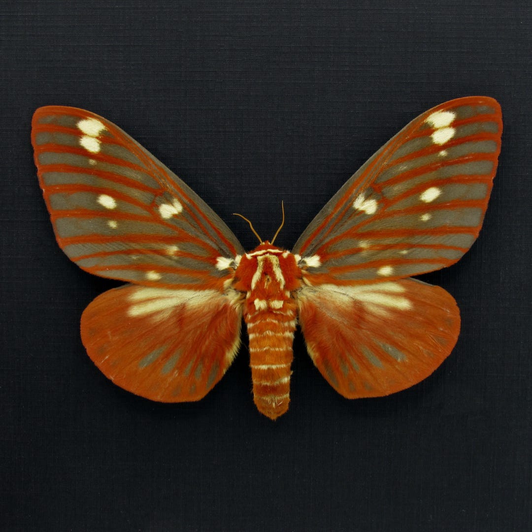 Giant Royal Walnut Moth Framed Taxidermy - Citheronia Regalis - Large ...