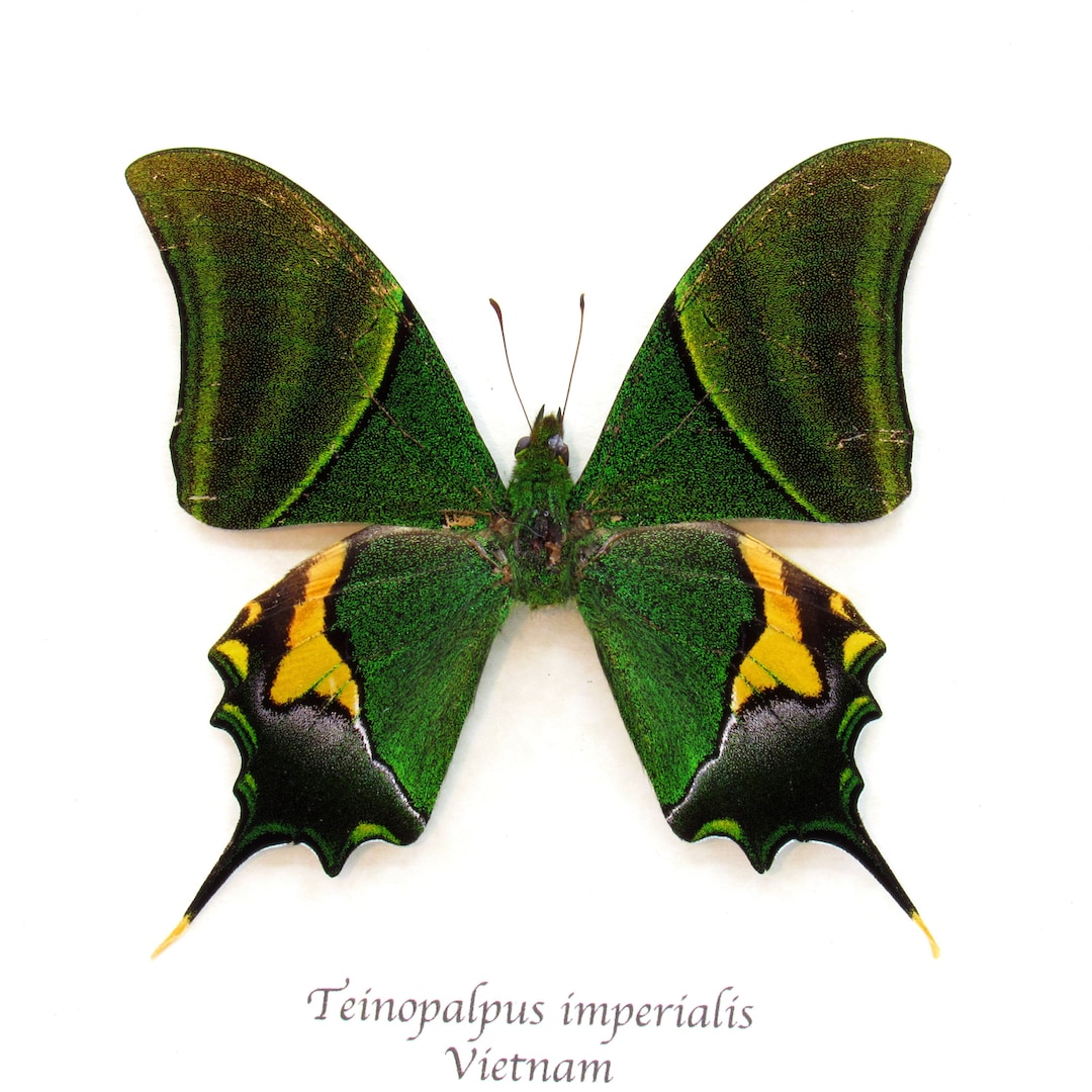 Real Rare Kaiser-i-hind Swallowtail Butterfly Framed Taxidermy ...