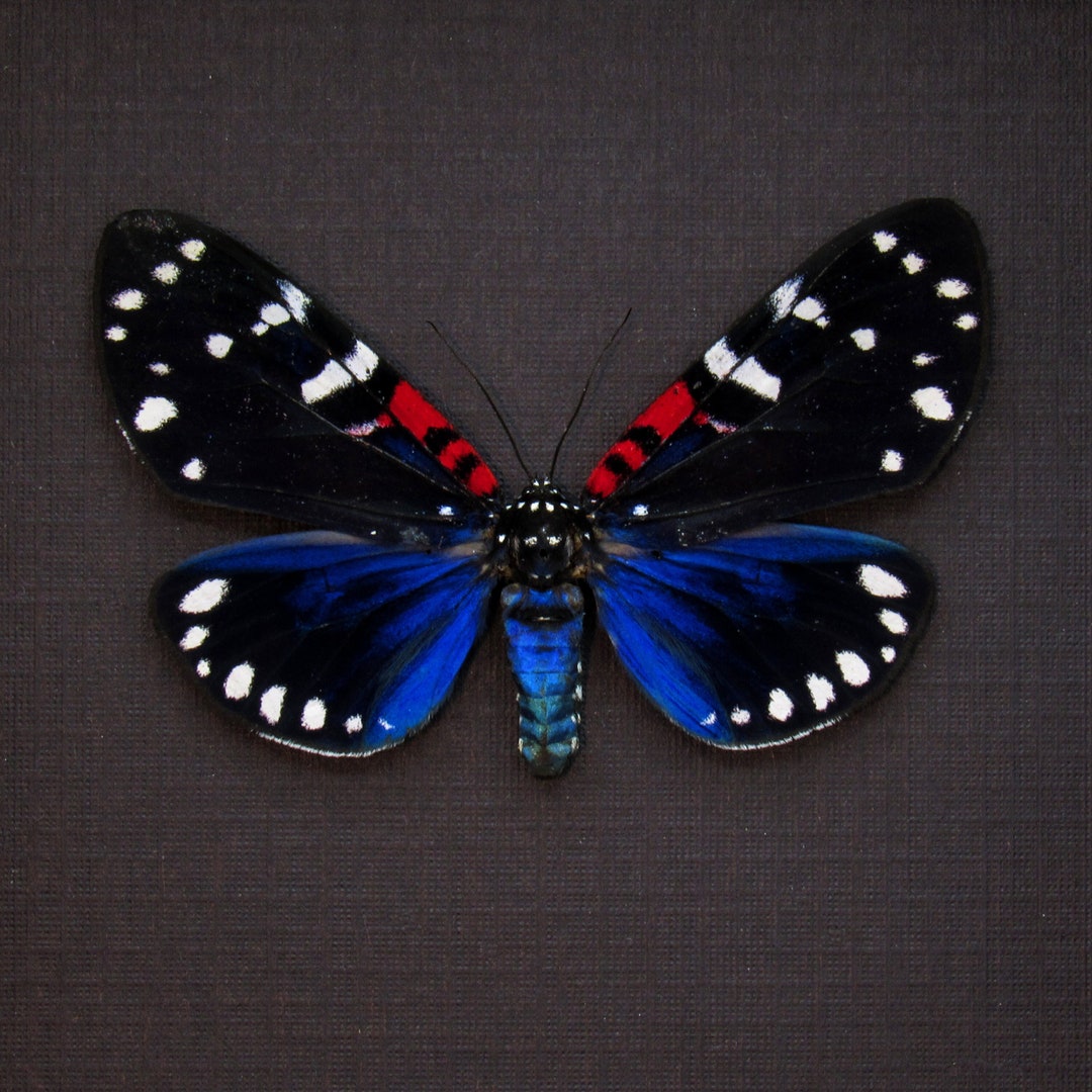 Rare Faithful Beauty Moth Framed Taxidermy Composia Fidelissima - Etsy