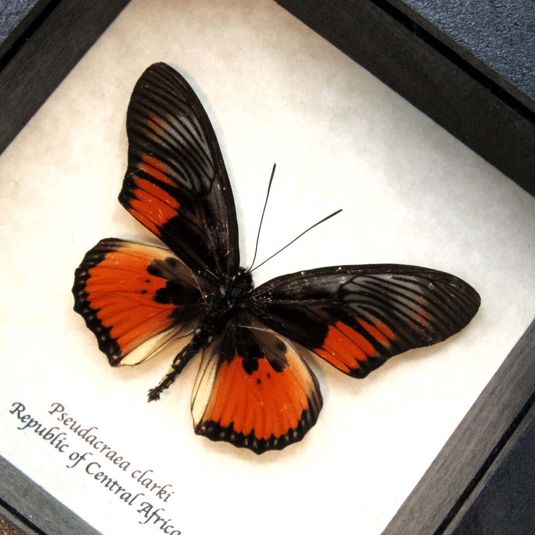 Real Red Butterfly Framed Taxidermy Pseudacraea Clarki - Etsy Ireland