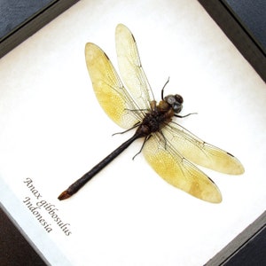 Real Giant Darner Dragonfly Taxidermy Anax Gibbosulus - Etsy