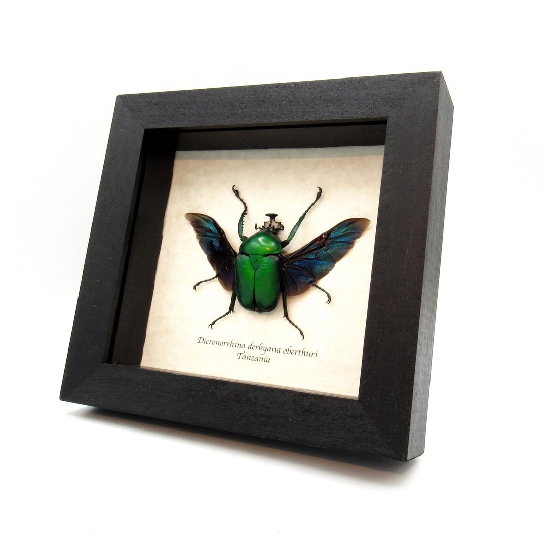 Large Green African Scarab Beetle Framed Taxidermy - Etsy