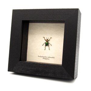 WEEVIL MANIA! Real Metallic Red and Green Christmas Weevil Framed ...