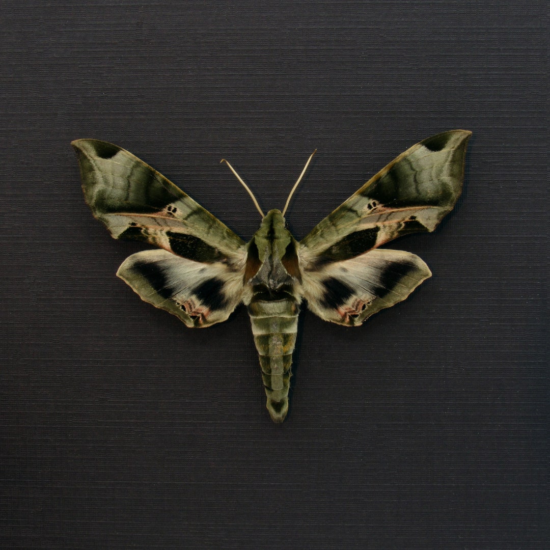 Real Pandora Sphinx Moth Framed Taxidermy Eumorpha Pandorus - Etsy