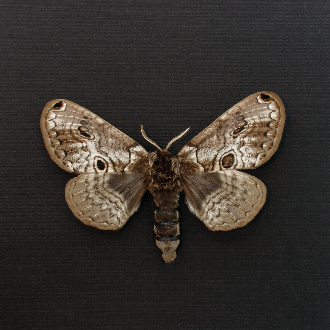 Real European Owl Moth Framed Taxidermy - Brahmaea Europaea - Etsy