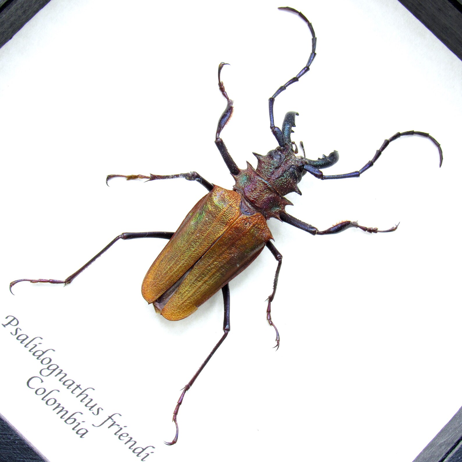 Rare Metallic Orange Longhorn Beetle Framed Taxidermy - Psalidognathus ...