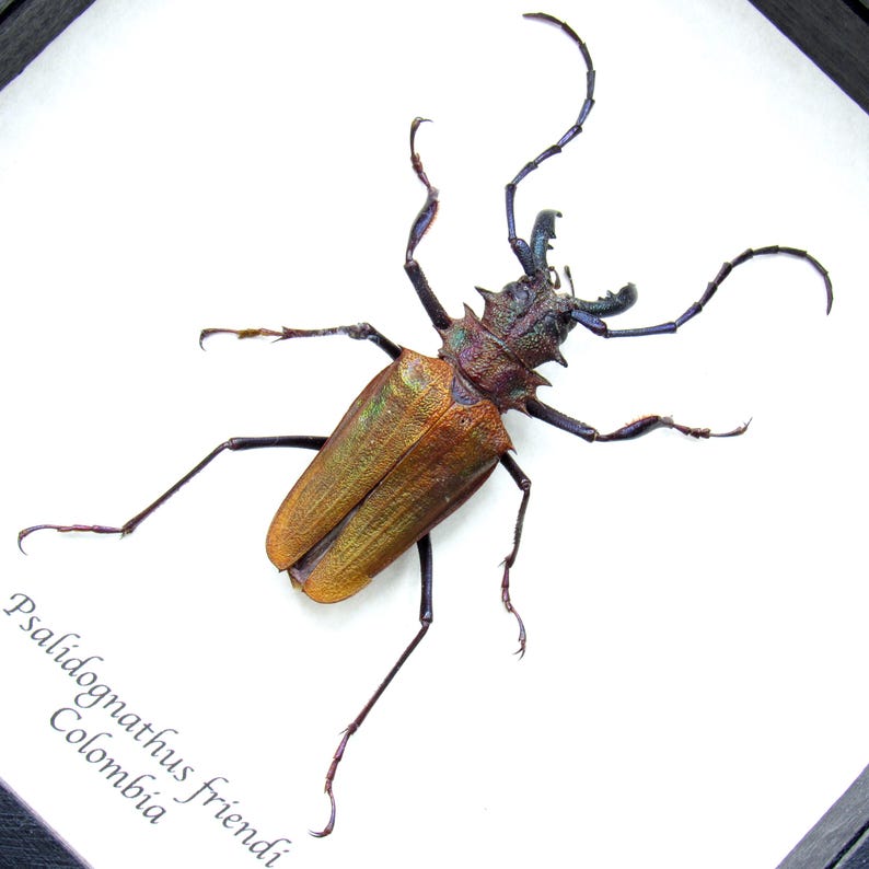 Rare Metallic Orange Longhorn Beetle Framed Taxidermy - Psalidognathus ...