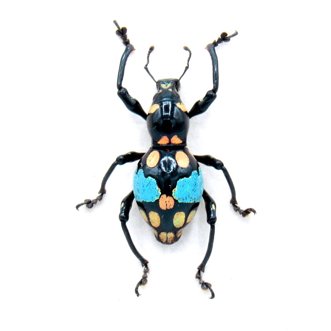 WEEVIL MANIA - Real Blue Beetle Framed - Pachyrhynchus Ocellatus - Rare ...