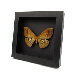 Rare Female Saturn Moth Framed Taxidermy - Salassa Thespis - Etsy