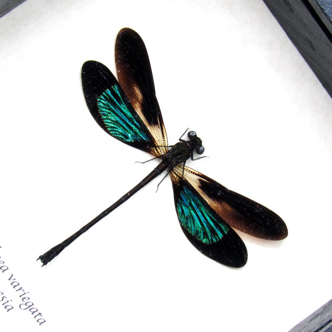 Real Framed Metallic Dragonfly Taxidermy - Euphaea Variegata - Etsy
