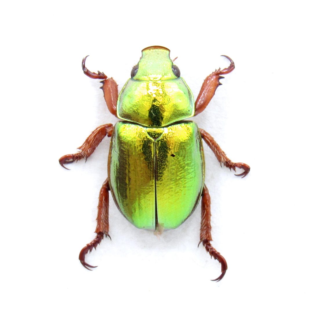 Rare Australian Gold Christmas Scarab Beetle Framed Taxidermy ...
