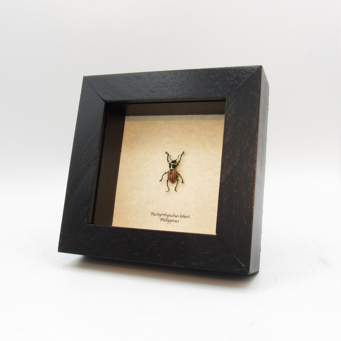 WEEVIL MANIA Rare Pink Beetle Framed Taxidermy - Etsy