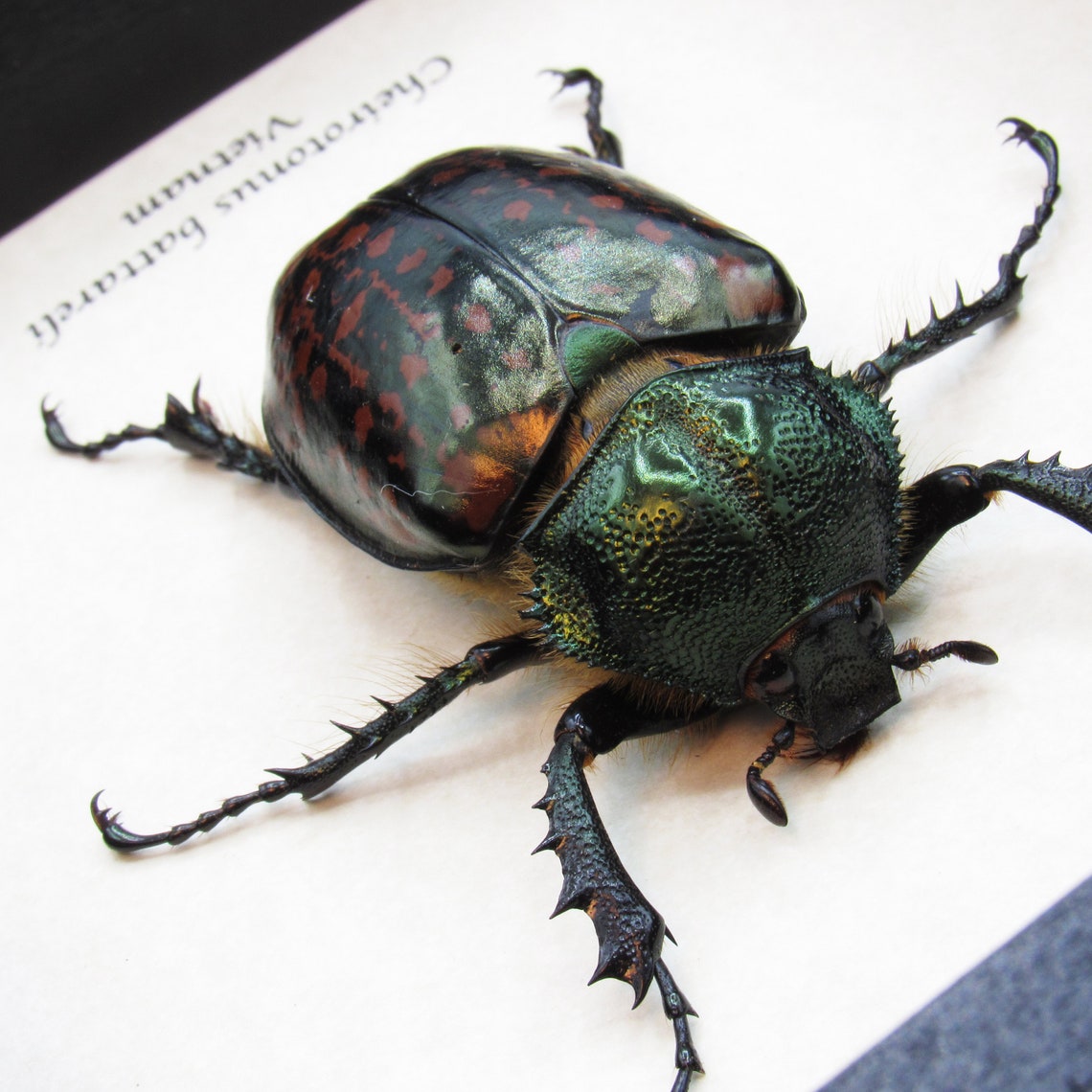 Real Long-armed Scarab Beetle Framed Taxidermy - Cheirotonus Battareli ...