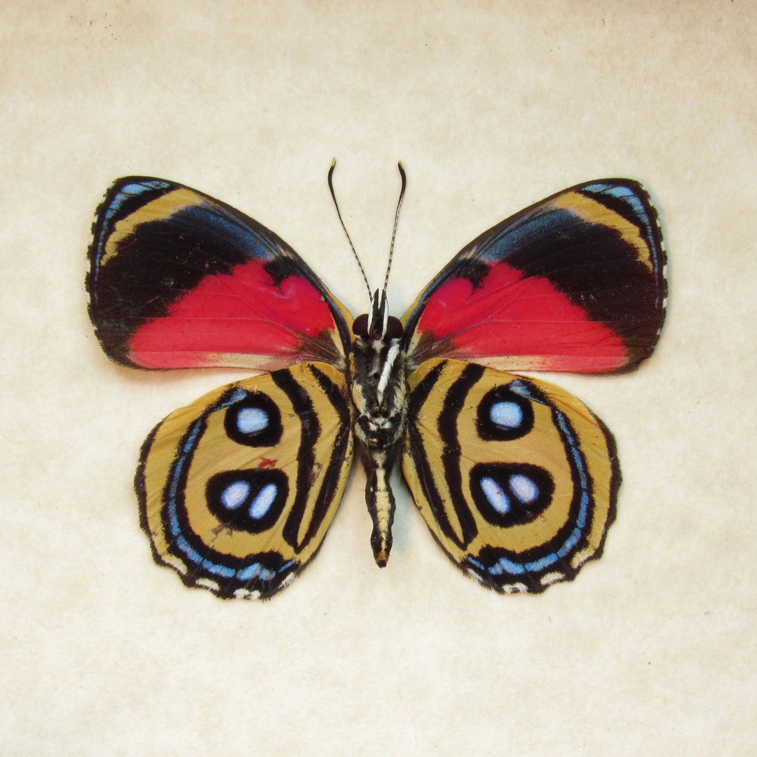 Real Red Butterfly Framed Taxidermy - Callicore Peristera - Etsy UK