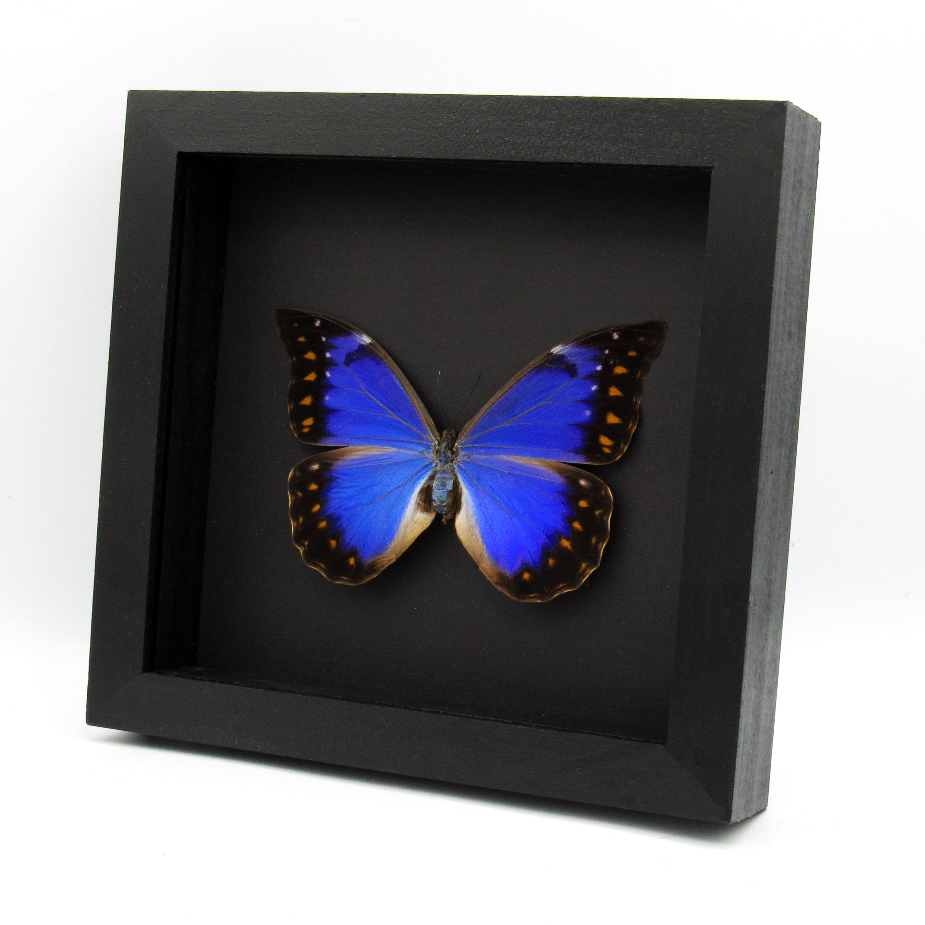 Very Rare Metallic Blue/violet Morpho Butterfly Framed Taxidermy ...