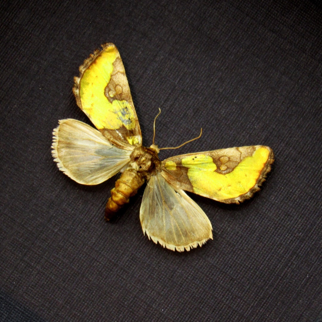 Real Tiny Gold Metallic Moth Framed Taxidermy - Chalcopasta Howardi - Etsy