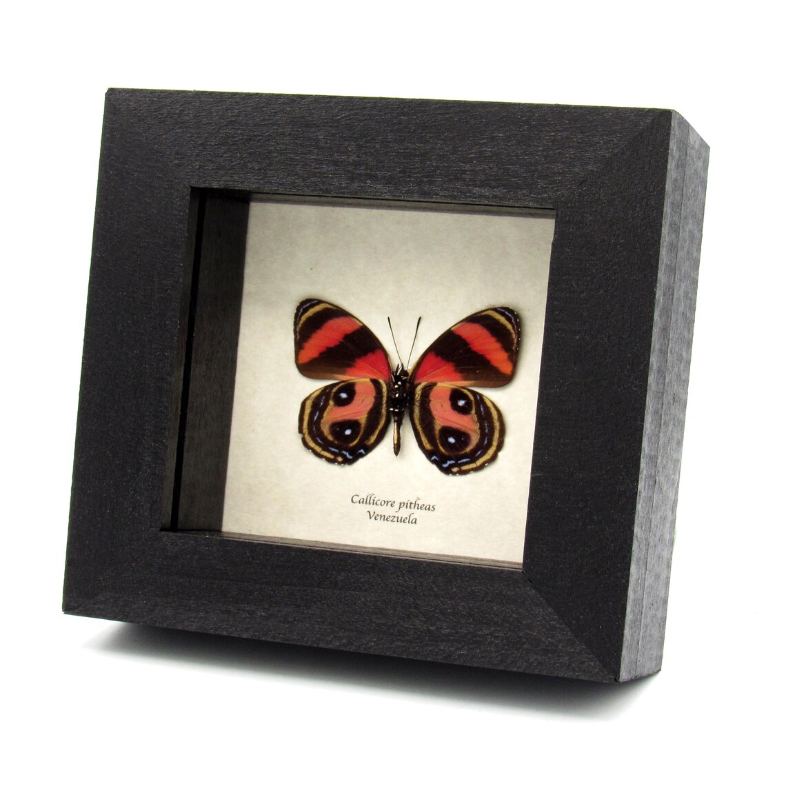 Rare Pink Butterfly Framed Taxidermy - Callicore Pitheas - Etsy