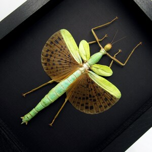 Rare GIANT Winged Stick Bug Framed Taxidermy - Paracyphocrania Major ...