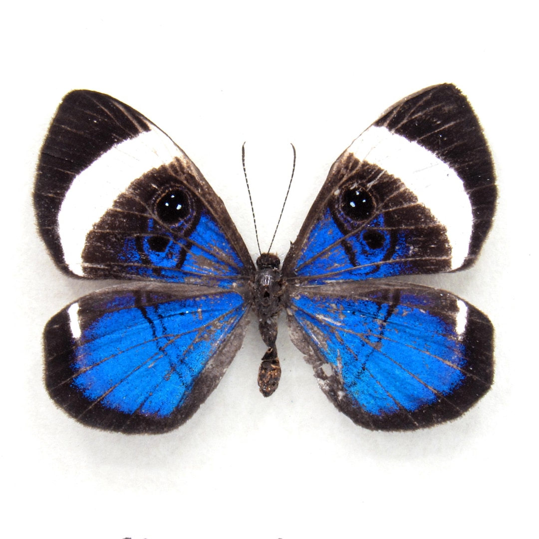 Rare Metallic Blue Metalmark Butterfly Framed Taxidermy - Mesosemia ...
