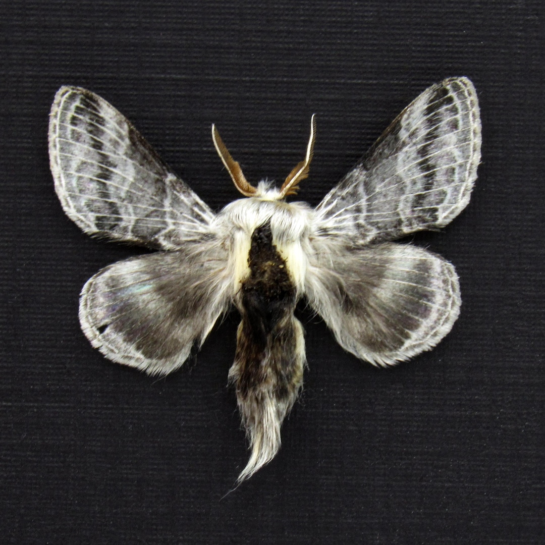 Real Iridescent Large Tolype Moth Framed Specimen - Tolype Velleda - Etsy