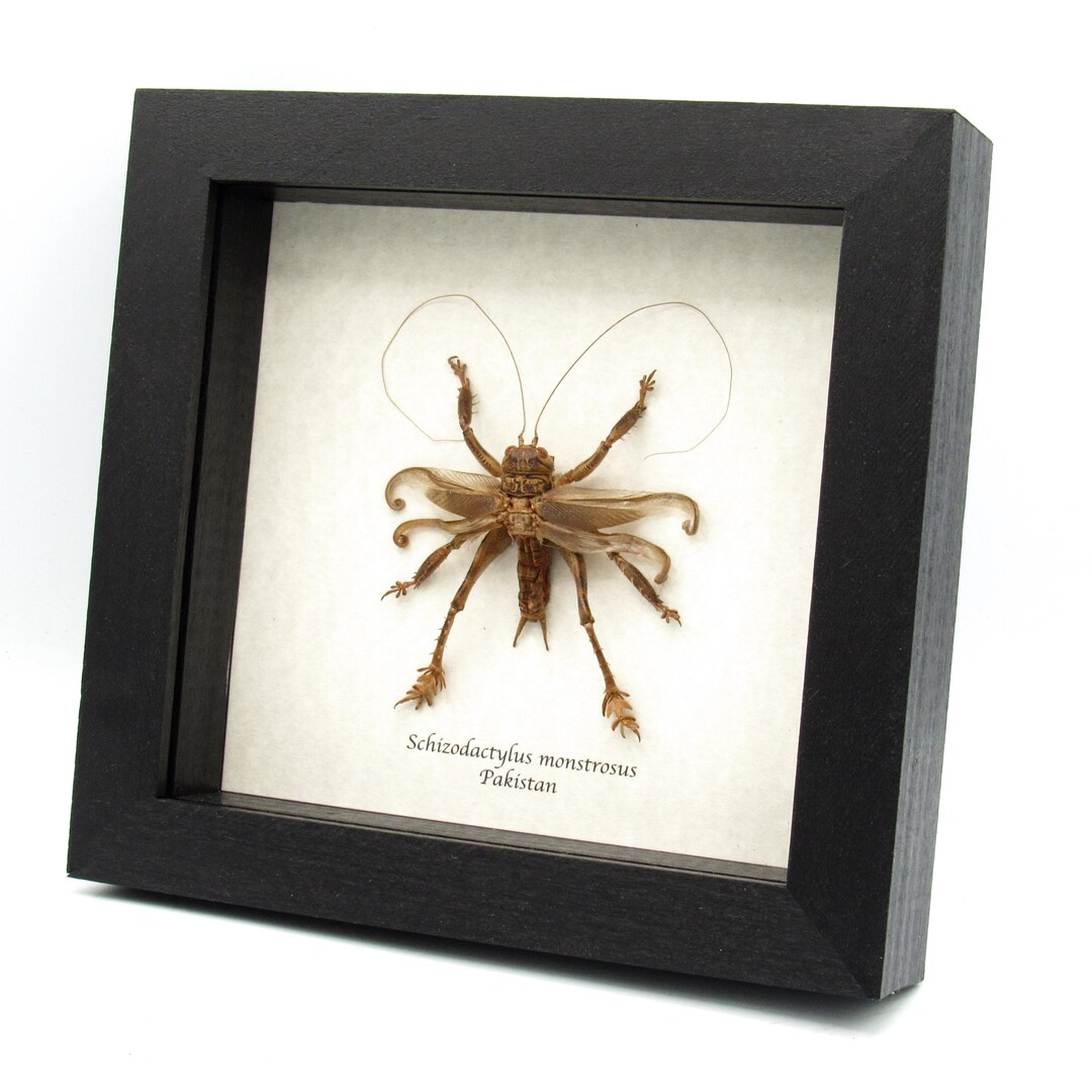 Rare Carnivorous Pakistani Desert Cricket Framed Taxidermy ...