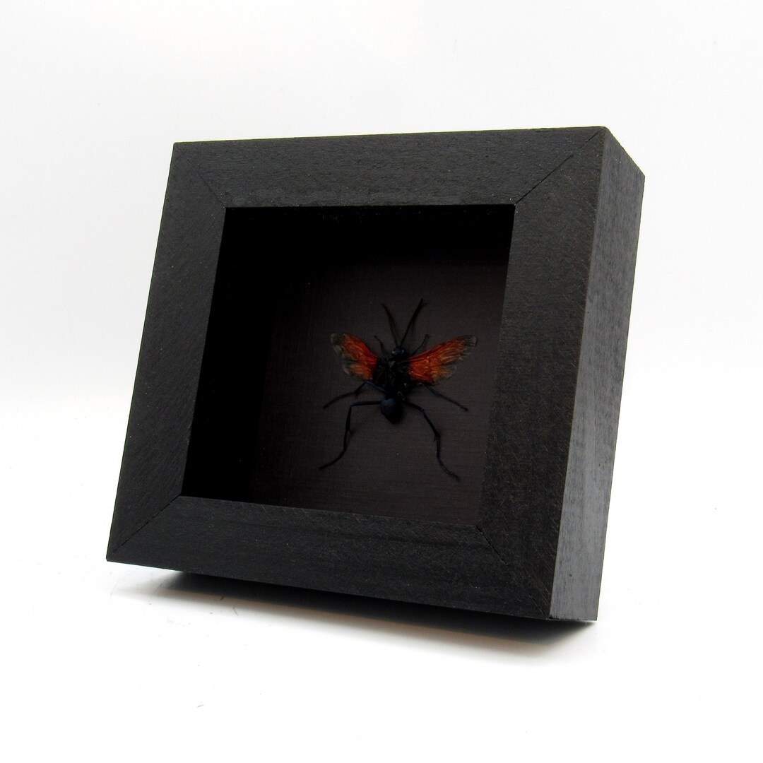 Real Tarantula Hawk Wasp Framed Taxidermy - Pepsis Thisbe - Etsy