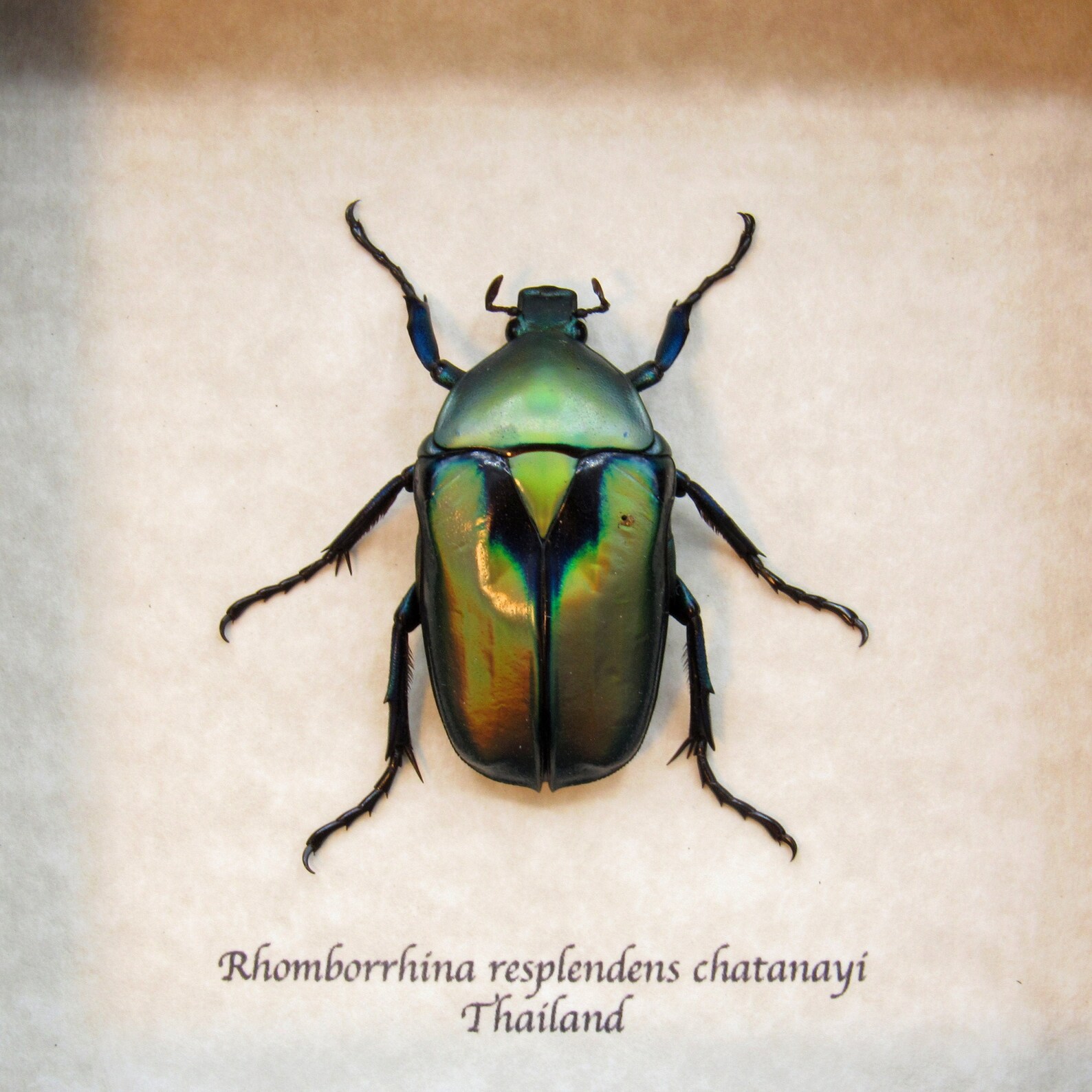 Real metallic scarab beetle framed Rhomborrhina resplendens | Etsy