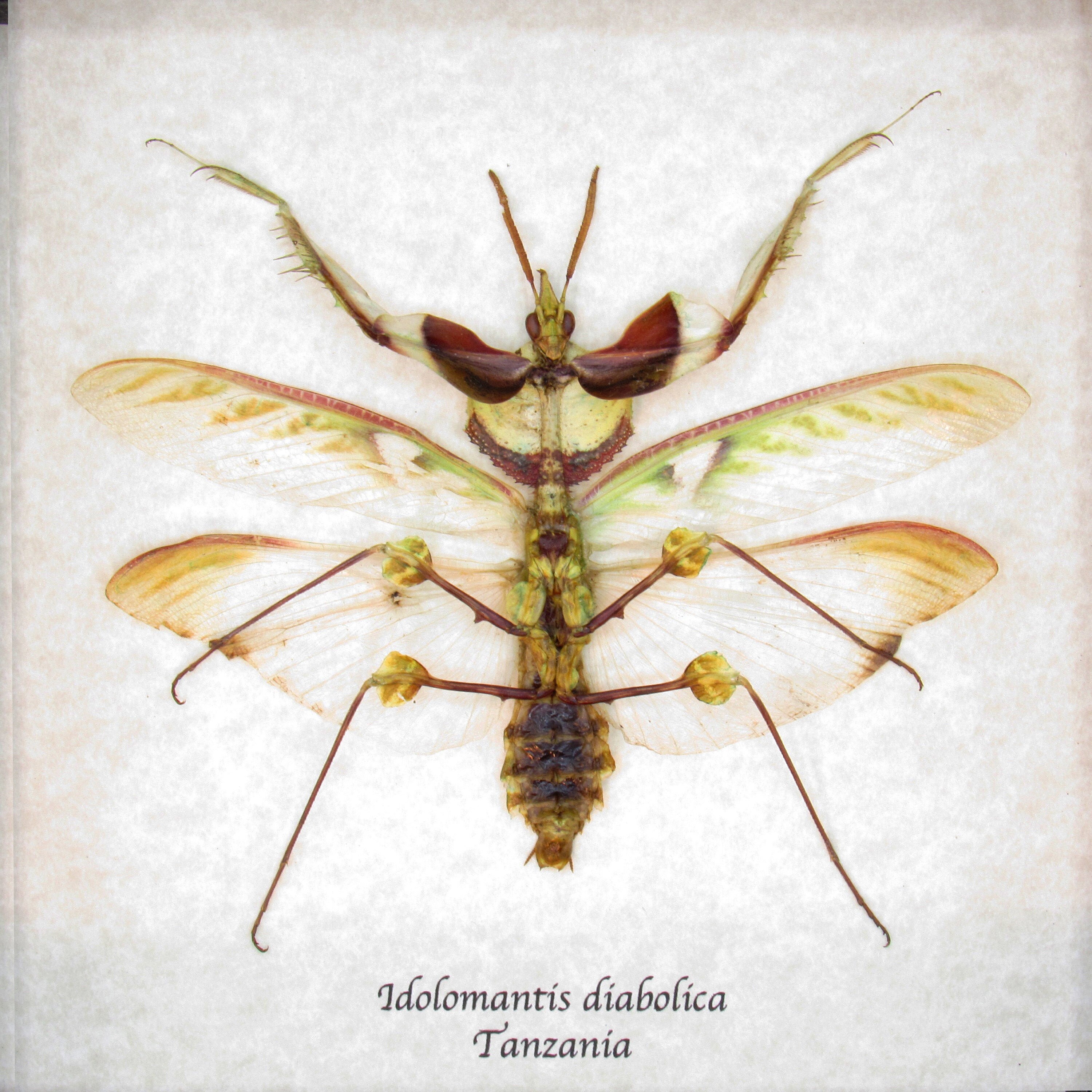 Real Giant Devils praying mantis framed Idolomantis | Etsy