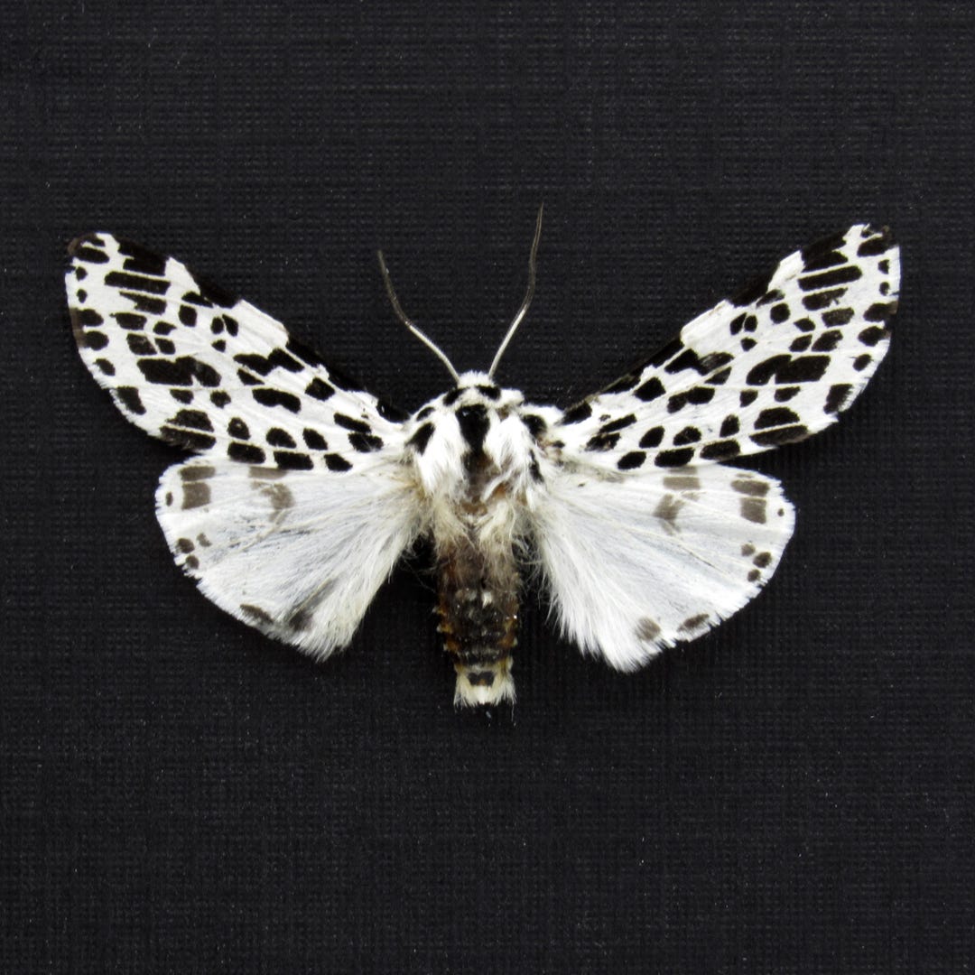 Real Many Spotted Tiger Moth Framed Specimen - Hypercompe Permaculata ...