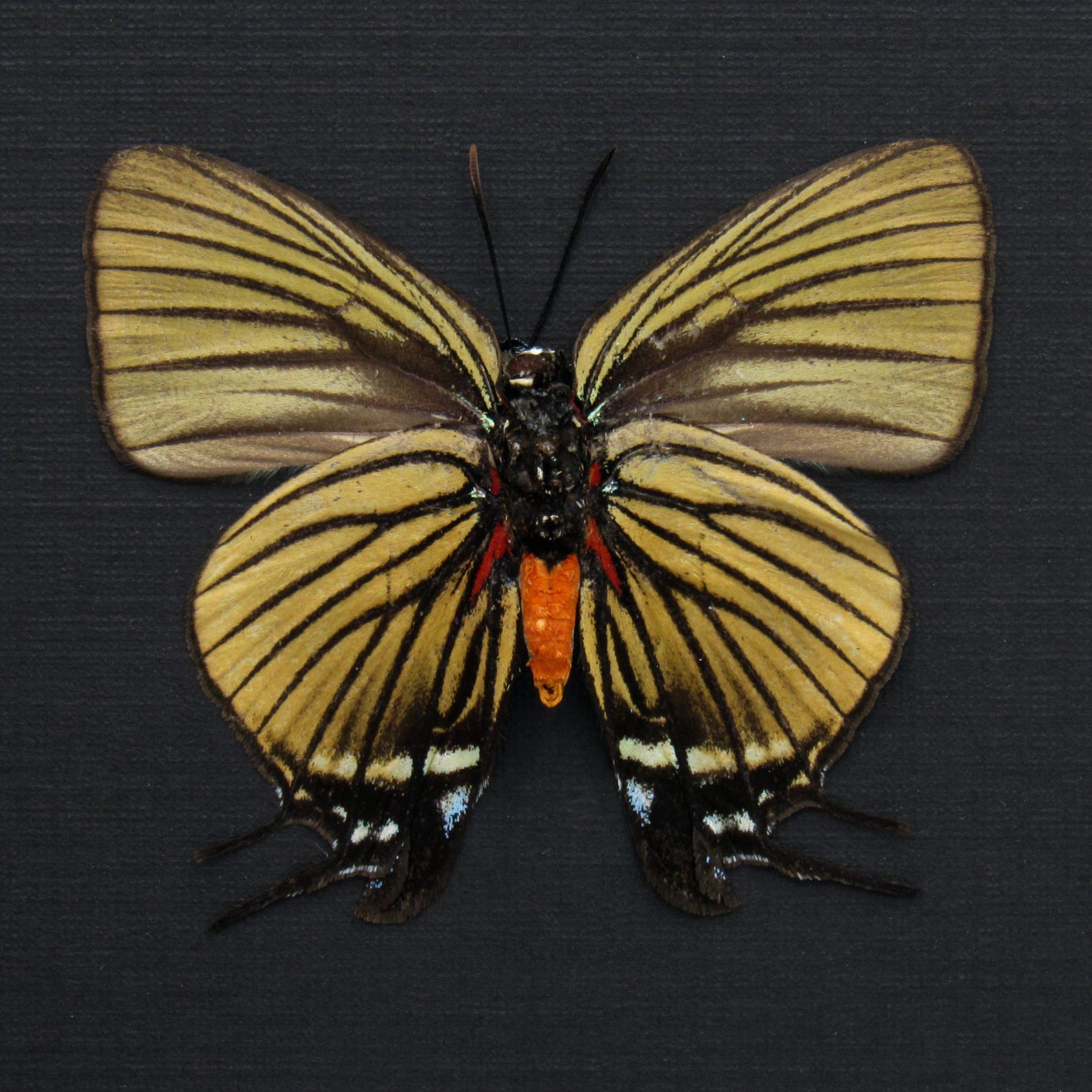 Real Rare Hairstreak Butterfly Framed Taxidermy - Atlides Polybe - Etsy
