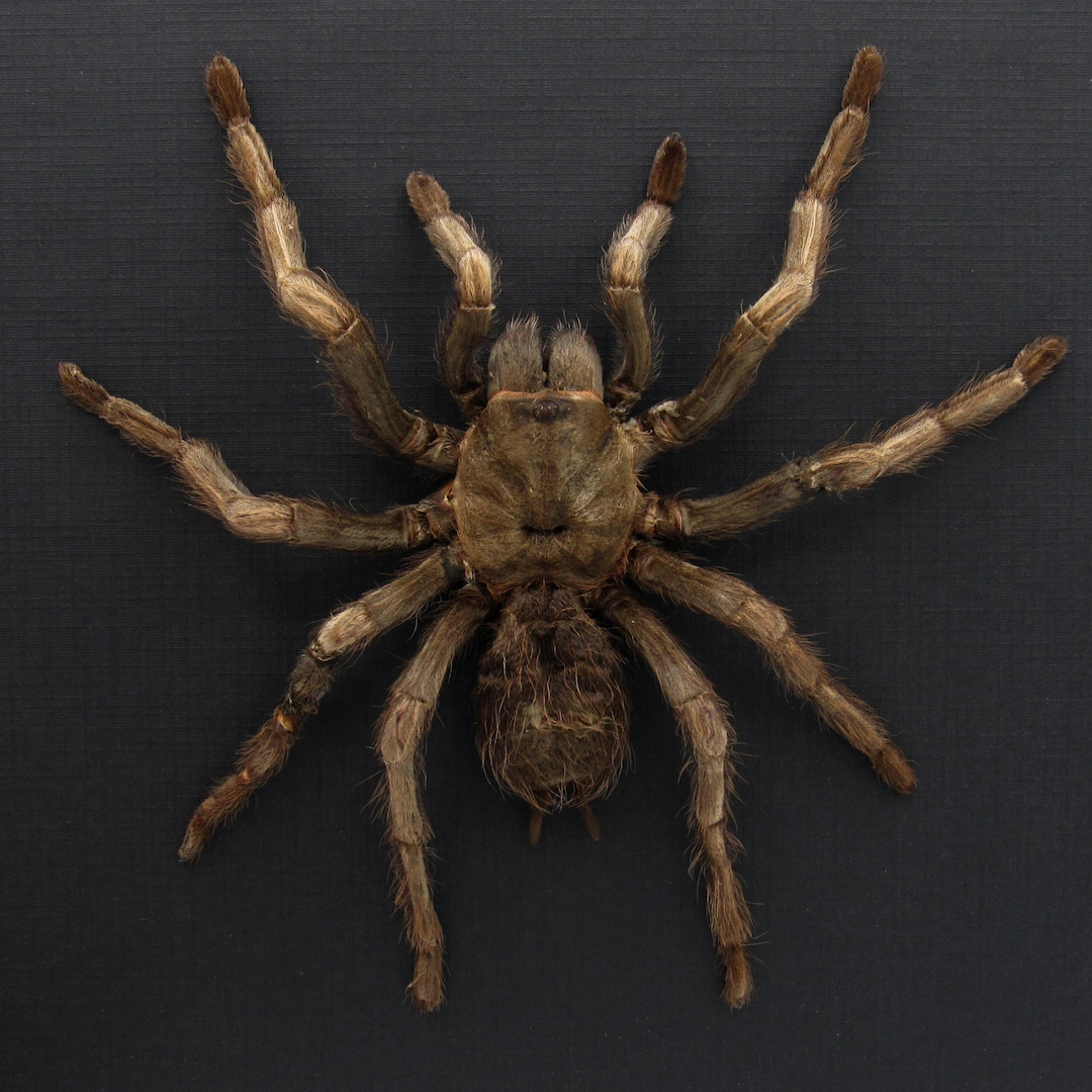 Real Rusty Birdeater Tarantula Framed - Acanthoscurria Ferina - Large ...